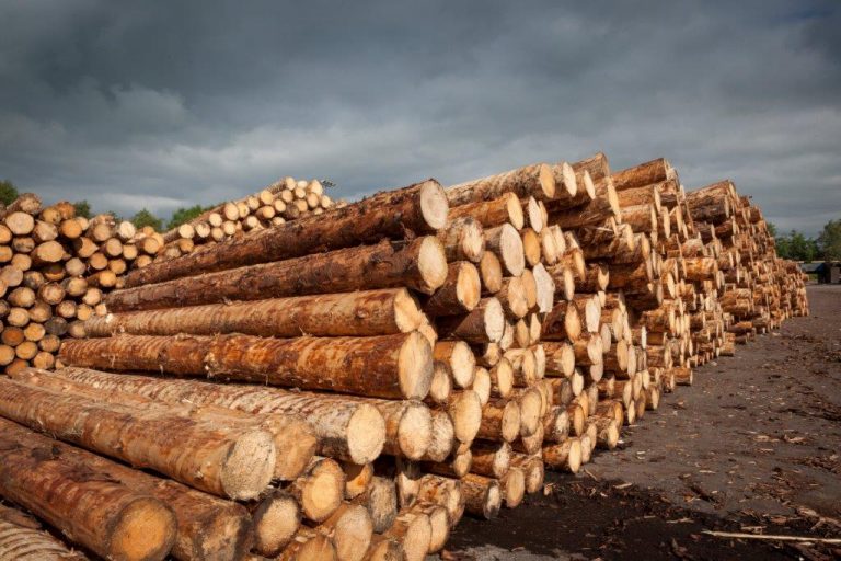 UK Timber Market – December 2018 - Shaw Pallet